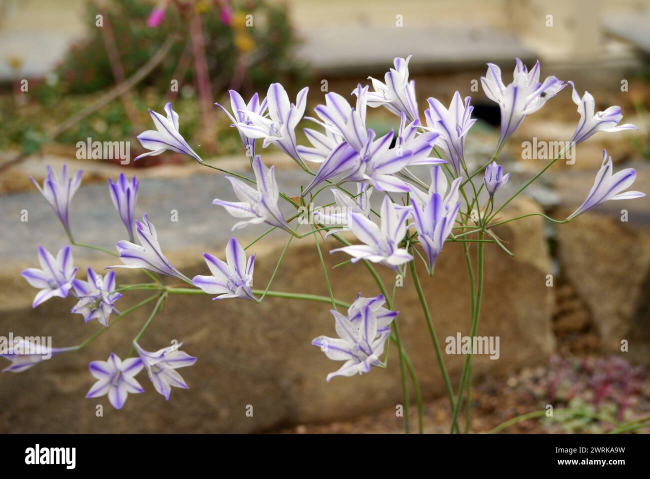 Blue/White Triteleia Laxa 'Foxy' (Triplet Lily) Star Shaped Flower ...
