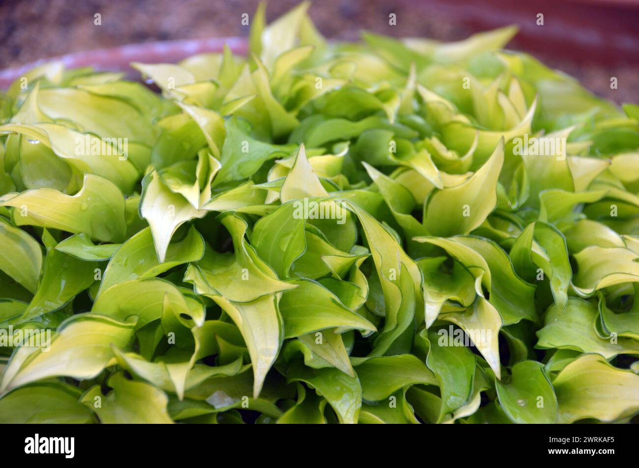 Miniature Hosta 'Cracker Crumbs' (Plantain lily) Plant grown in the ...