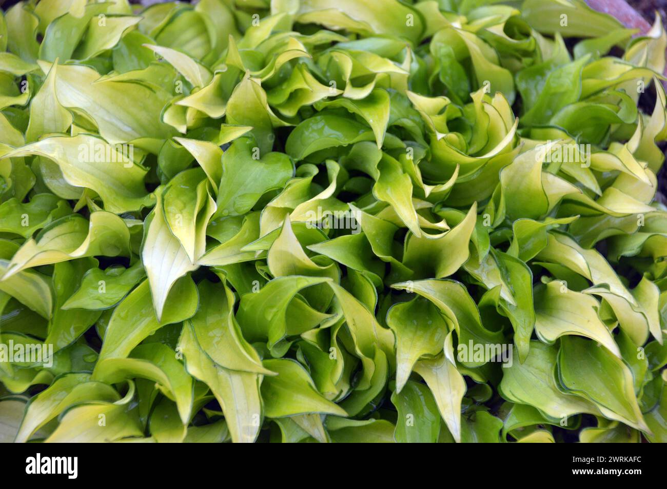 Miniature Hosta 'Cracker Crumbs' (Plantain lily) Plant grown in the ...