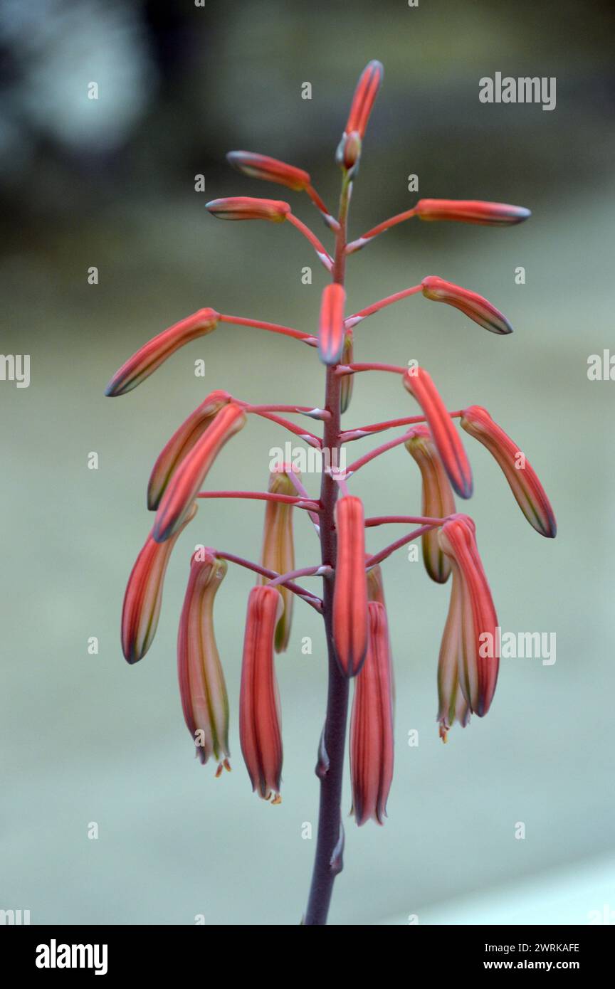 Orange/Red Lace Aloe (Aristaloe Aristata) 'Torch Plant' grown in the ...