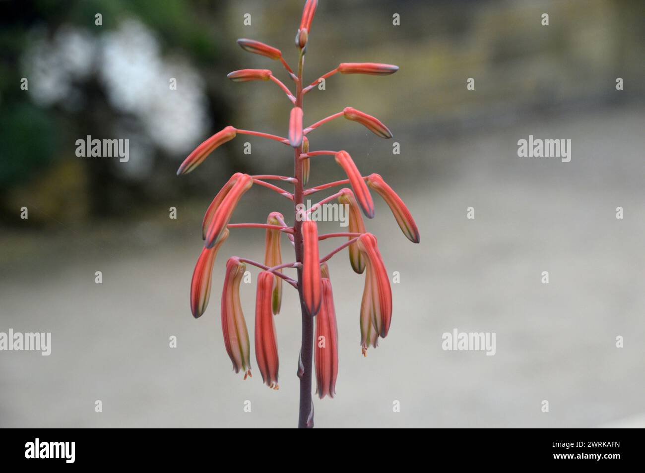 Orange/Red Lace Aloe (Aristaloe Aristata) 'Torch Plant' grown in the ...