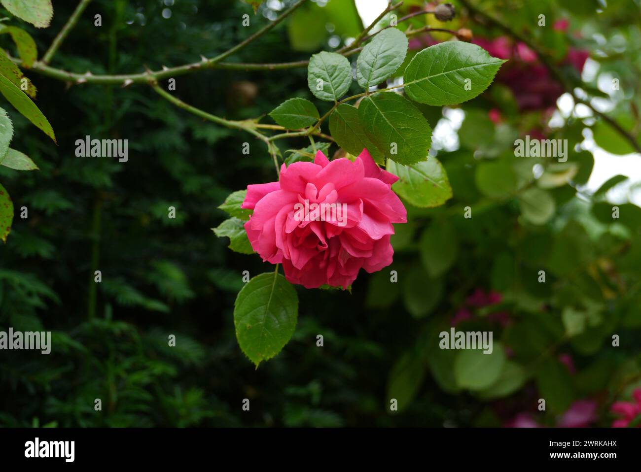 Single Bright Pink Rosa 'Laguna' (Climbing Hybrid Tea Rose) Flower ...