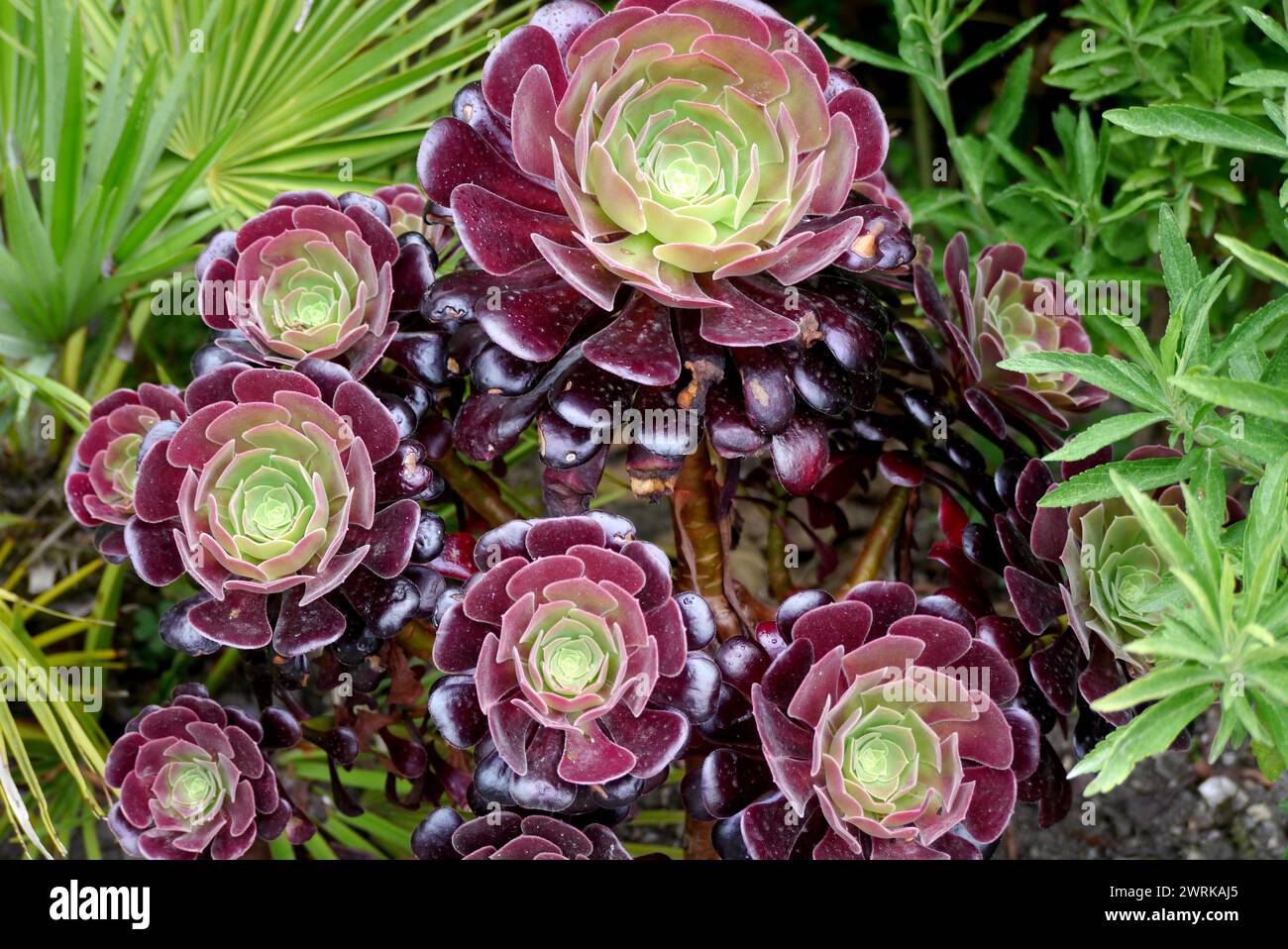 Green/Burgundy Aeonium Arboreum 'Tip Top' (Tree Houseleek) Plant grown ...