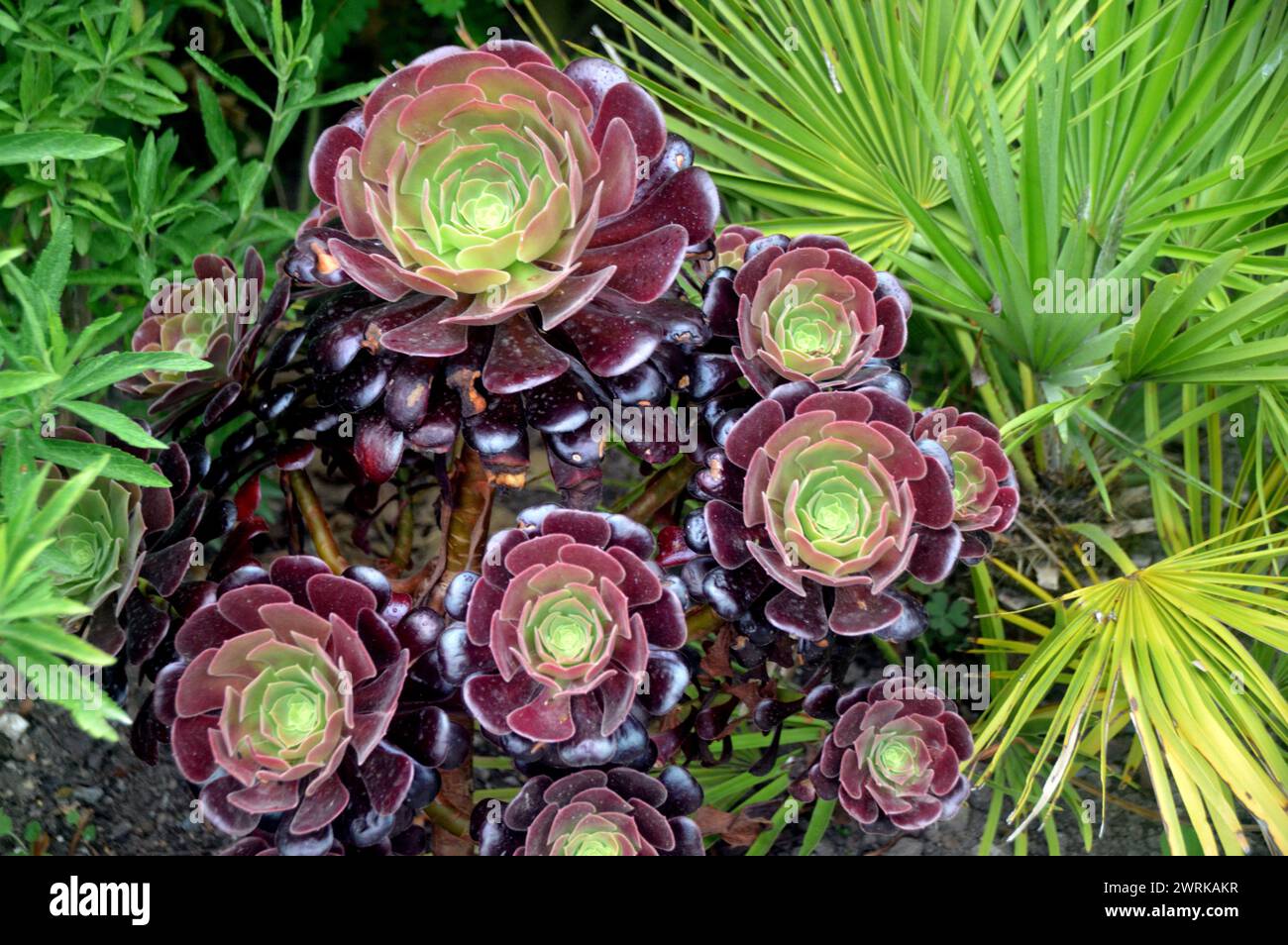 Tip top hi-res stock photography and images - Alamy