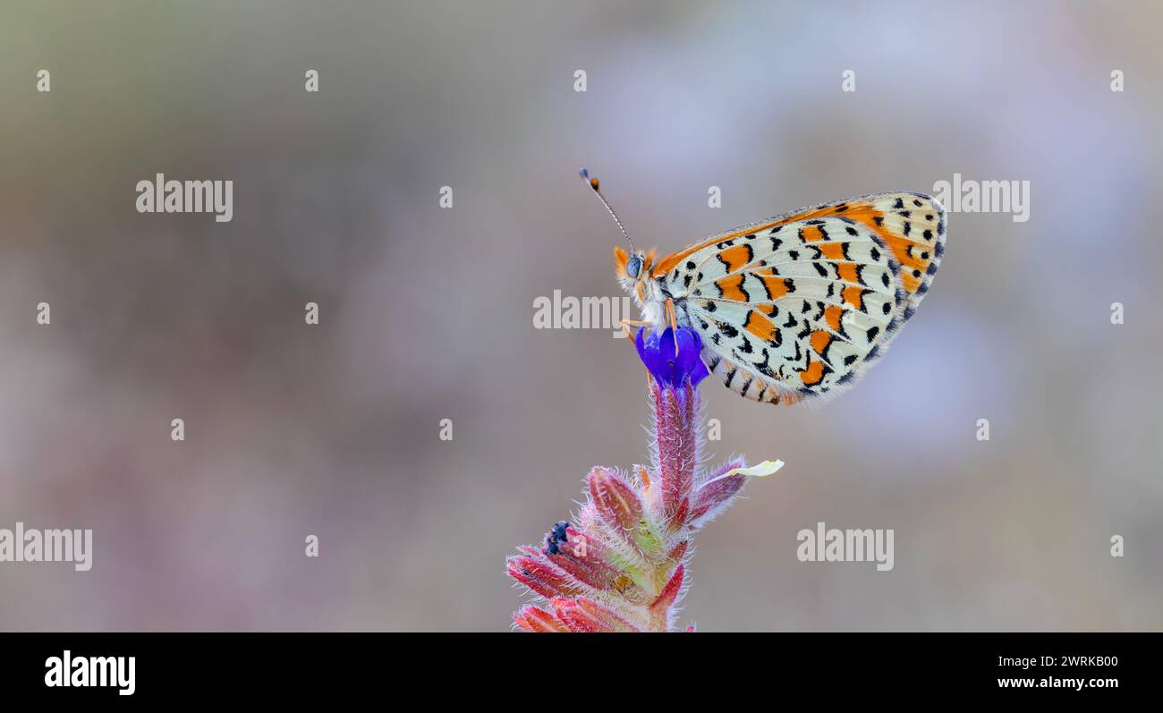 Beautiful iparhan butterfly ; Melitaea trivia ( Syriaca Stock Photo - Alamy