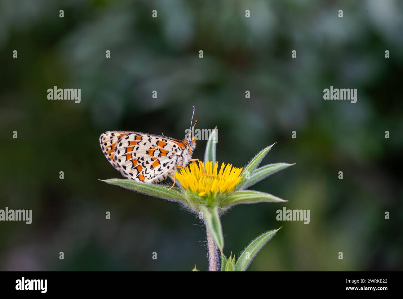 Beautiful iparhan butterfly ; Melitaea trivia ( Syriaca Stock Photo - Alamy