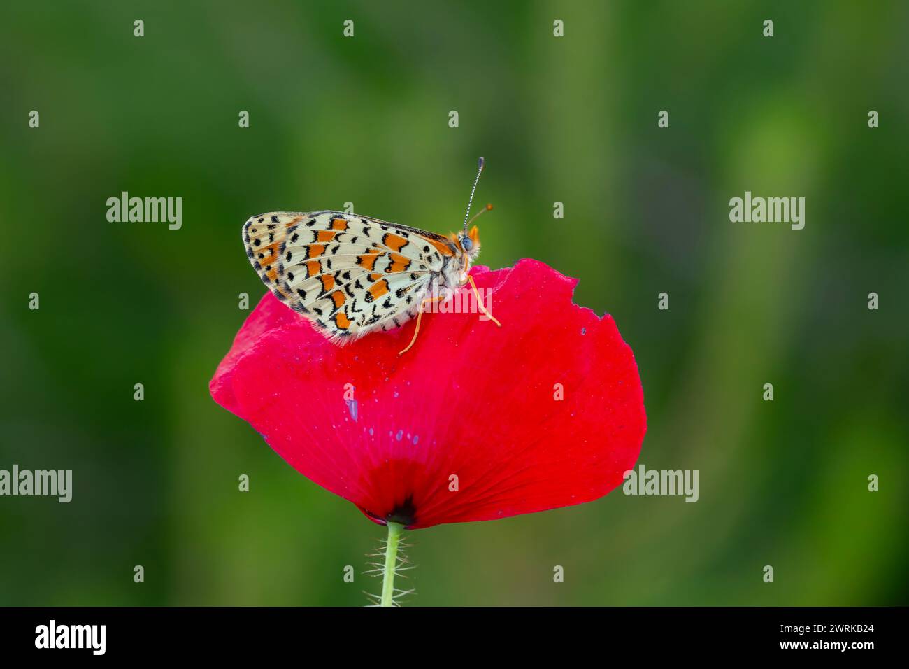 Beautiful iparhan butterfly ; Melitaea trivia ( Syriaca Stock Photo - Alamy