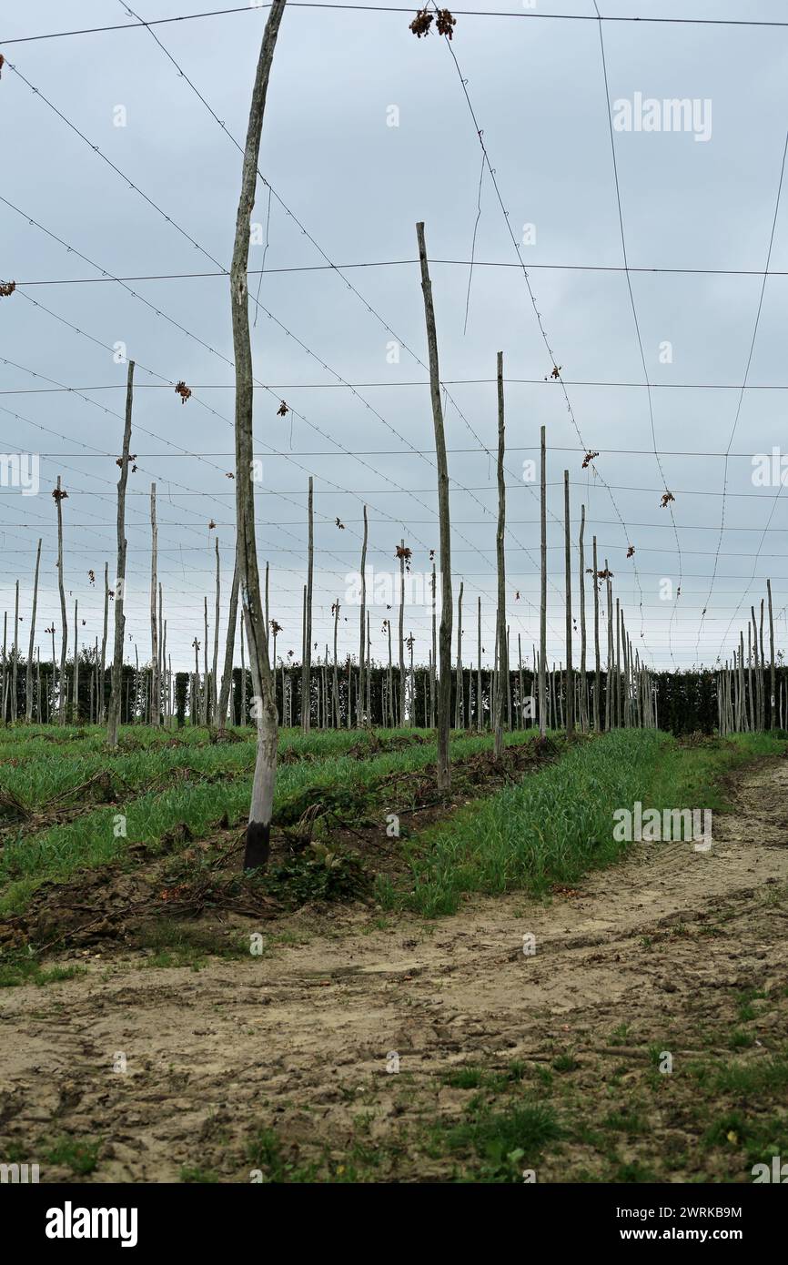 Hop fields, kent hi-res stock photography and images - Alamy