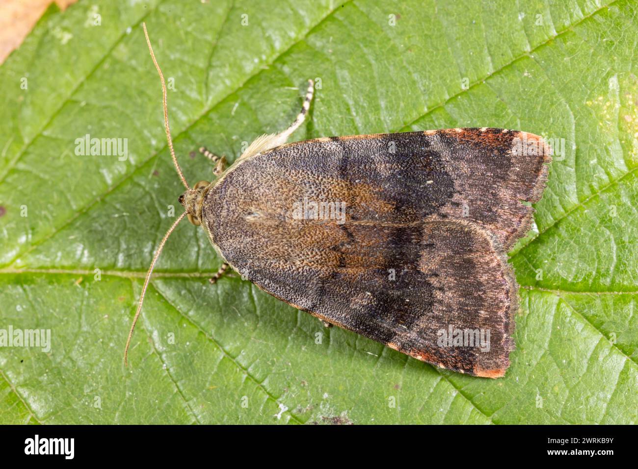 Noctua janthina - Noctuidae, Noctuinae - Langmaid's Yellow Underwing ...