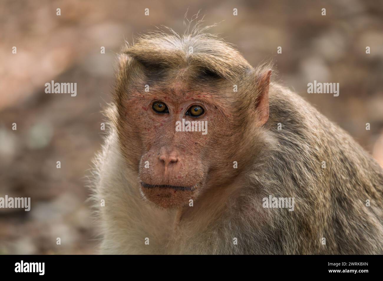 Bonnet Macaque - Macaca radiata, portrait of beautiful popular primate ...