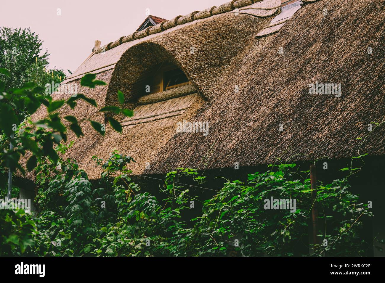 Cane roof on a house in a hungarian village Stock Photo - Alamy