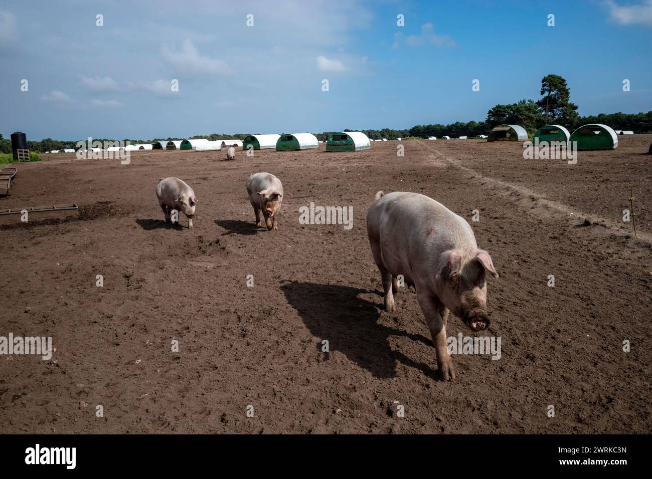 Outdoor reared pigs Iken Suffolk UK Stock Photo - Alamy