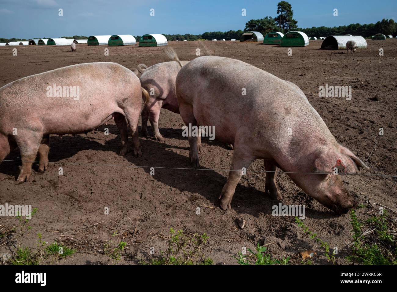 Outdoor reared pigs Iken Suffolk UK Stock Photo - Alamy