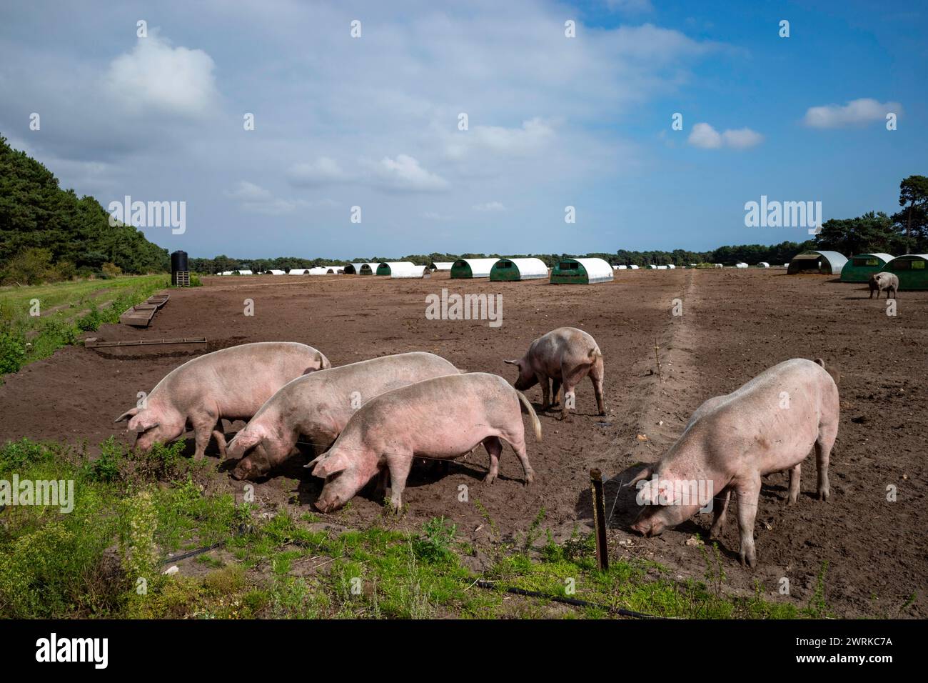Outside pig huts hi-res stock photography and images - Alamy