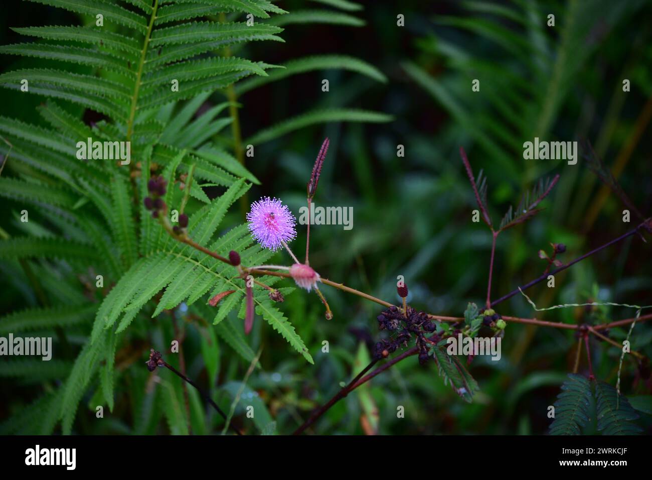 Shameplant hi-res stock photography and images - Alamy