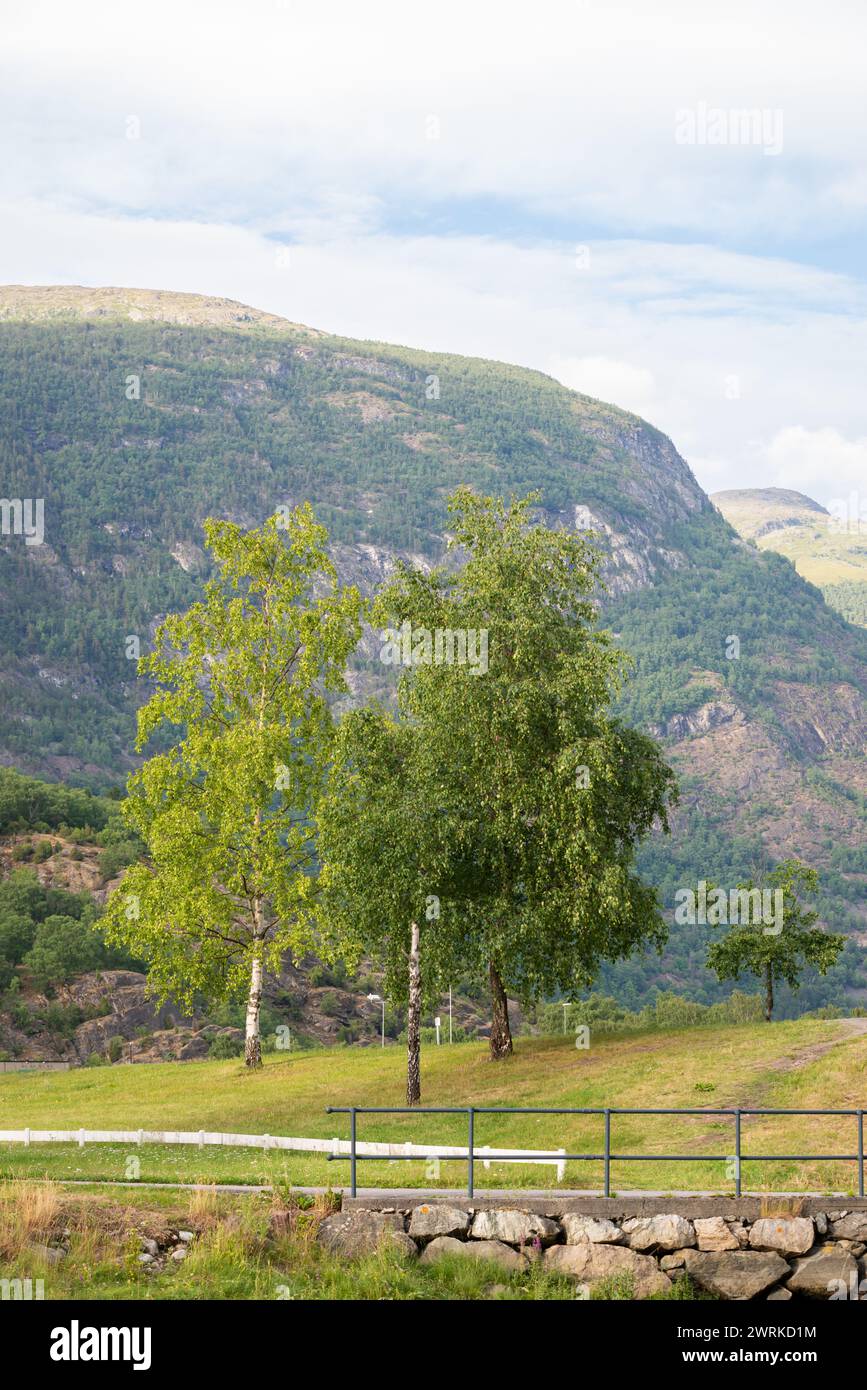 Green birch trees in a Norwegian park with green grass with huge ...