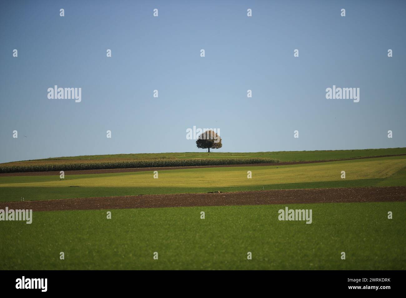Lonely tree on a hill hi-res stock photography and images - Alamy