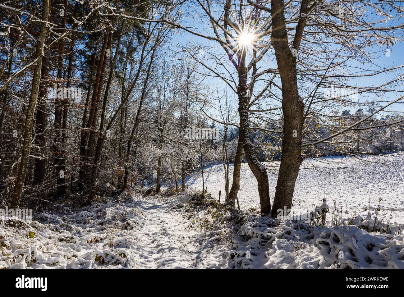 Chemin de randonnée dans la forêt à proximité du Lac de Lavalette, dans ...