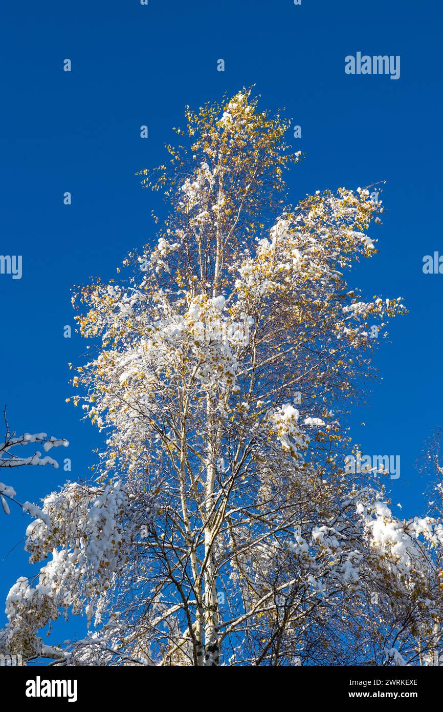 Bouleau avec ses feuilles sous les premières neiges de l’hiver près du Lac de Lavalette, dans ...