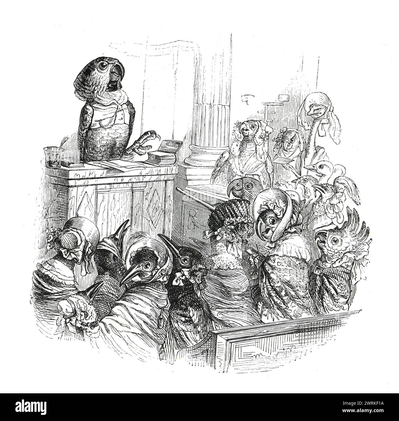 Anthropomorphic birds hi-res stock photography and images - Alamy