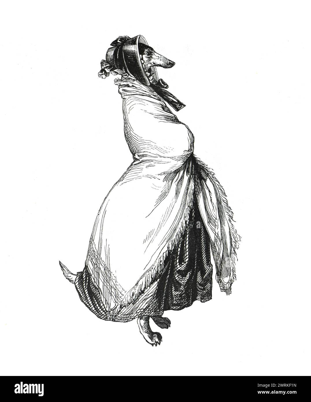 Anthropomorphic animals. humanized dog.Dog or dachshund dressed in ...