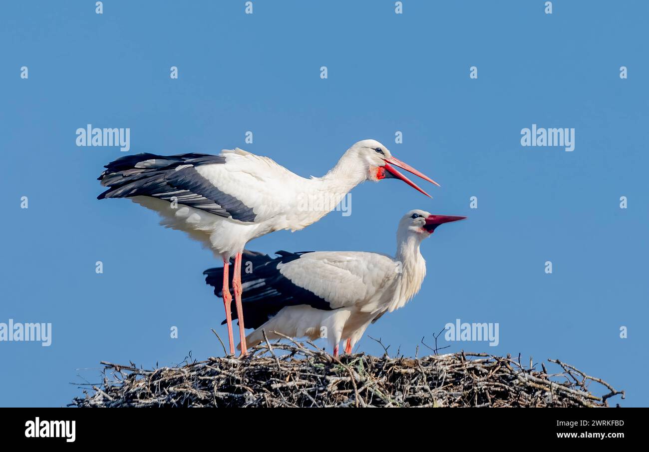 Hammoor, Germany. 08th Mar, 2024. A pair of storks are back in their ...