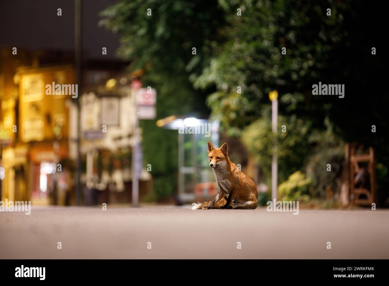 Fox uk urban road hi-res stock photography and images - Alamy