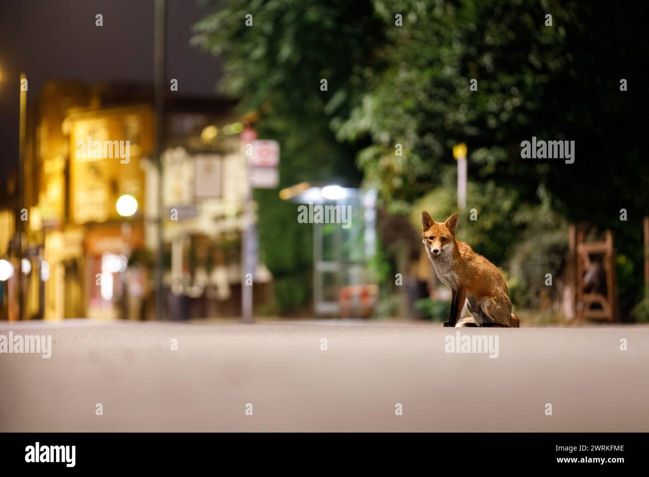 Fox uk urban road hi-res stock photography and images - Alamy
