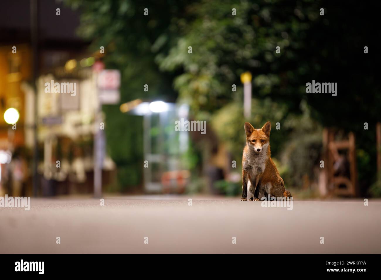 Red fox city night hi-res stock photography and images - Alamy
