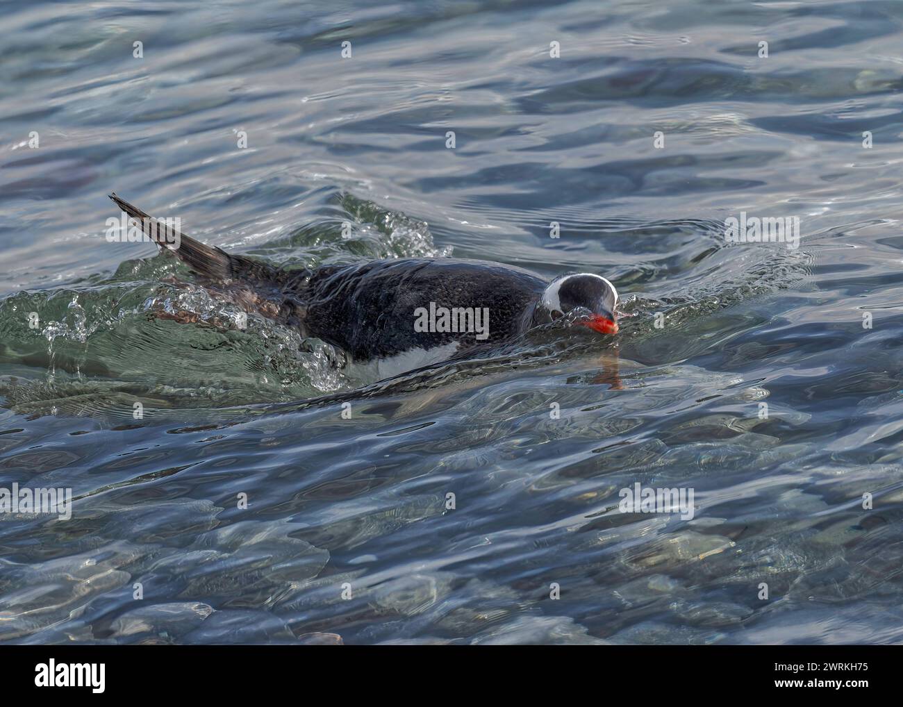 Penguin Gentoo (Pygoscelis papua), adult swimming in shallows ...