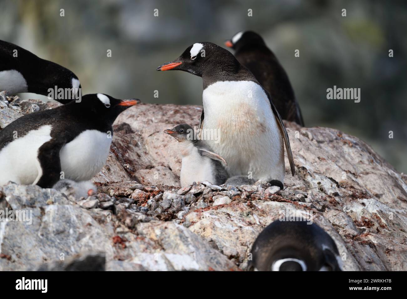 Penguin Gentoo (Pygoscelis papua), adult with young, Curverville Island ...