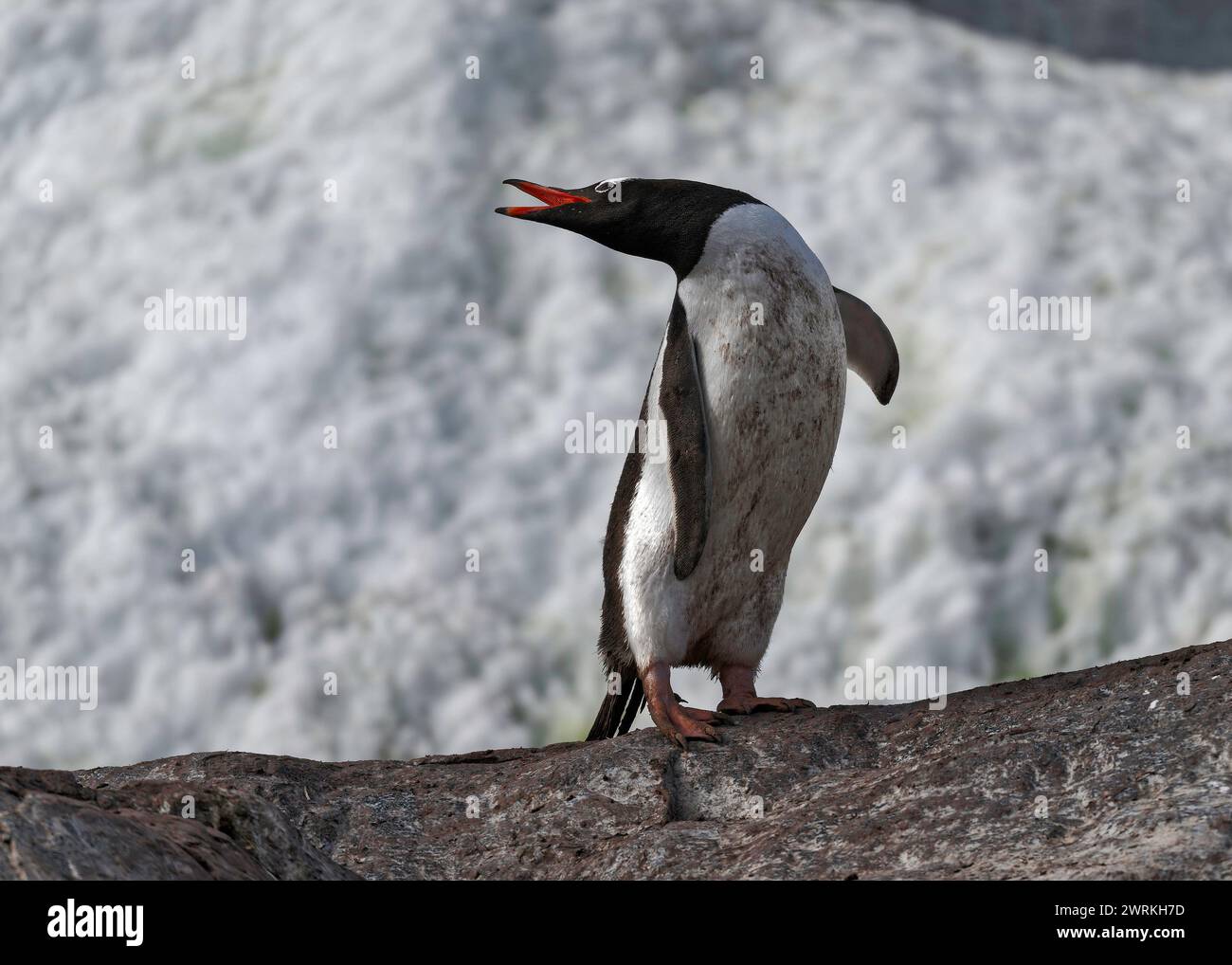 Penguin Gentoo (Pygoscelis papua), Curverville Island, Antarctic ...