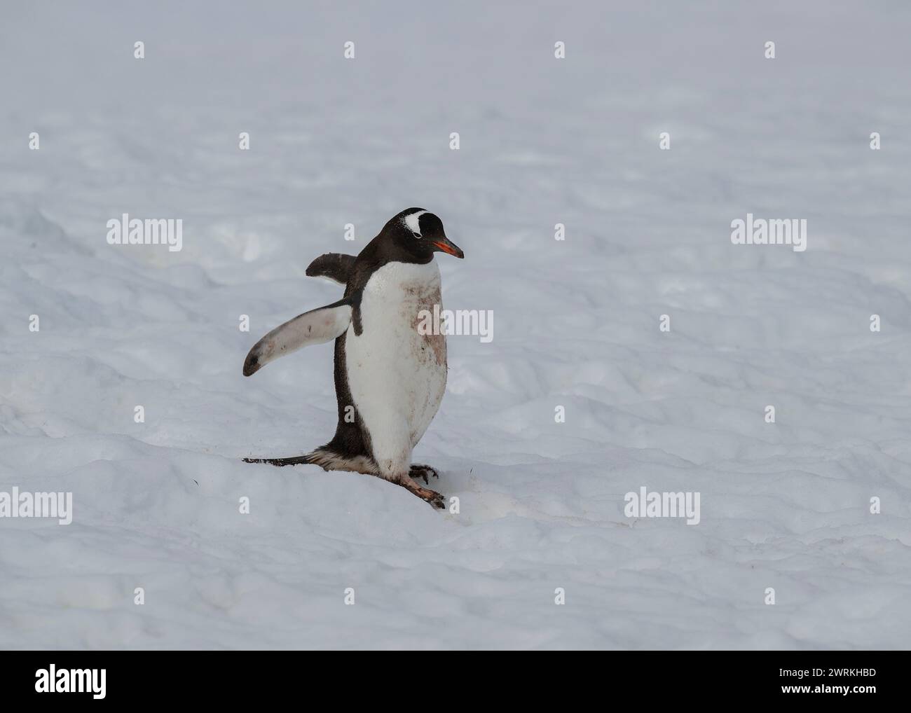 Uneven bill hi-res stock photography and images - Alamy