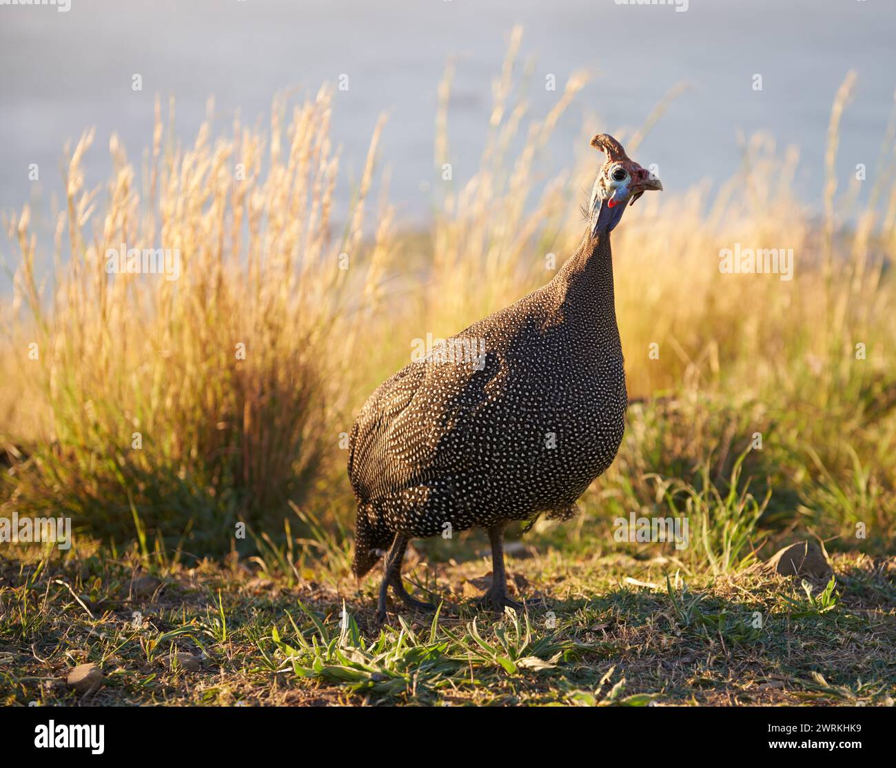 Guinea fowl hill hi-res stock photography and images - Alamy