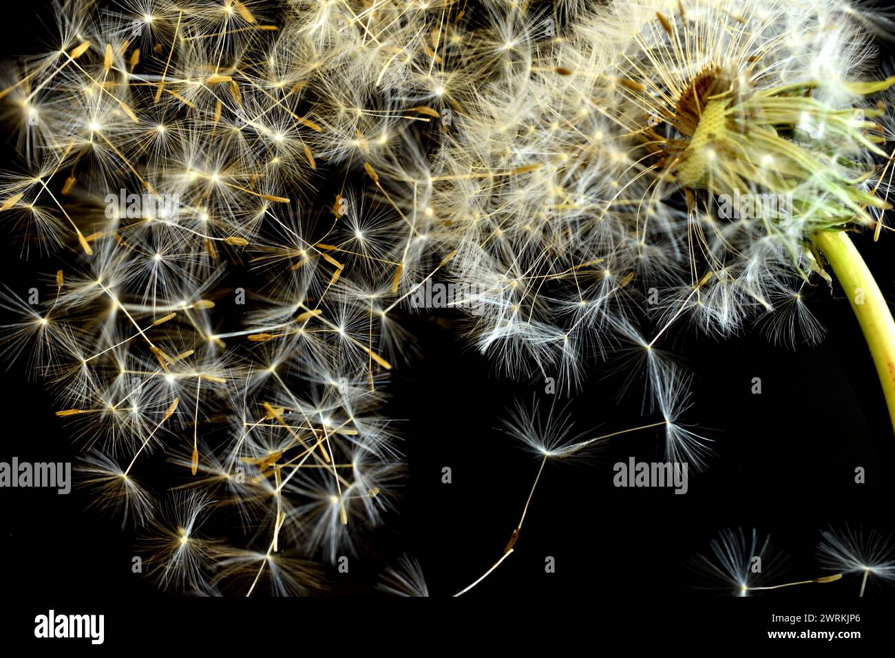 In the picture, against a dark background, dandelion umbrellas with ...