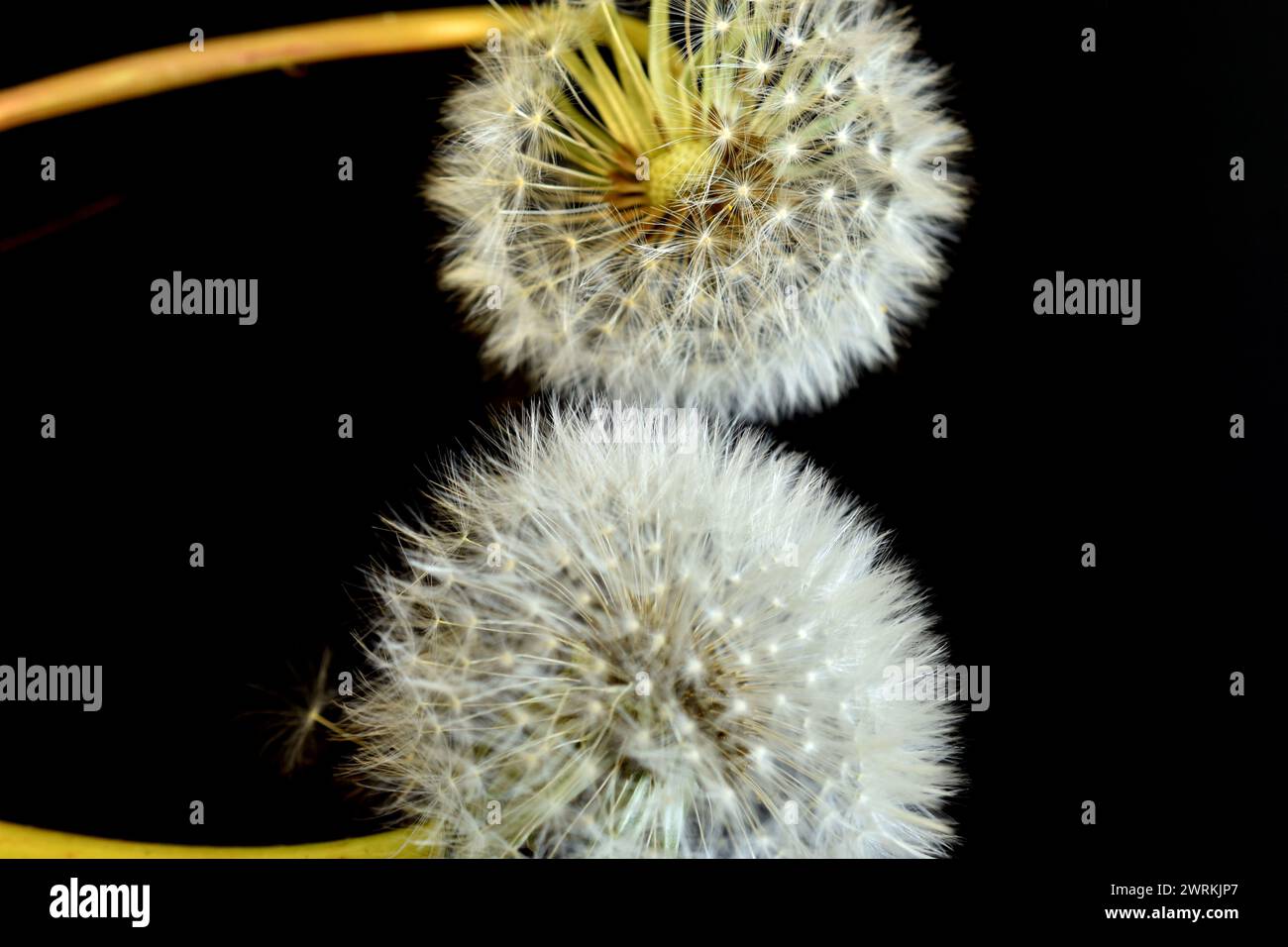 In the picture, on a dark background, two dandelion flowers, in which seeds and umbrellas have ...
