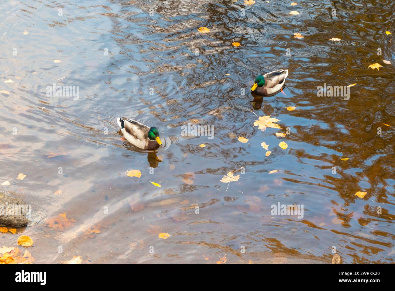 mallard ducks on a water in dark pond with floating autumn or fall ...