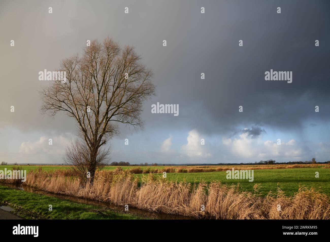 Friesische hi-res stock photography and images - Alamy