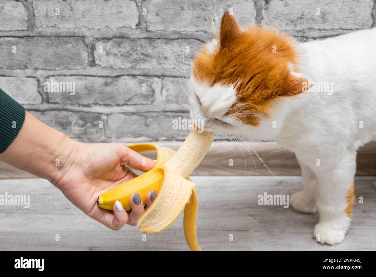 domestic cat tastes fresh banana pulp, close-up. cat eats fruit. cat ...