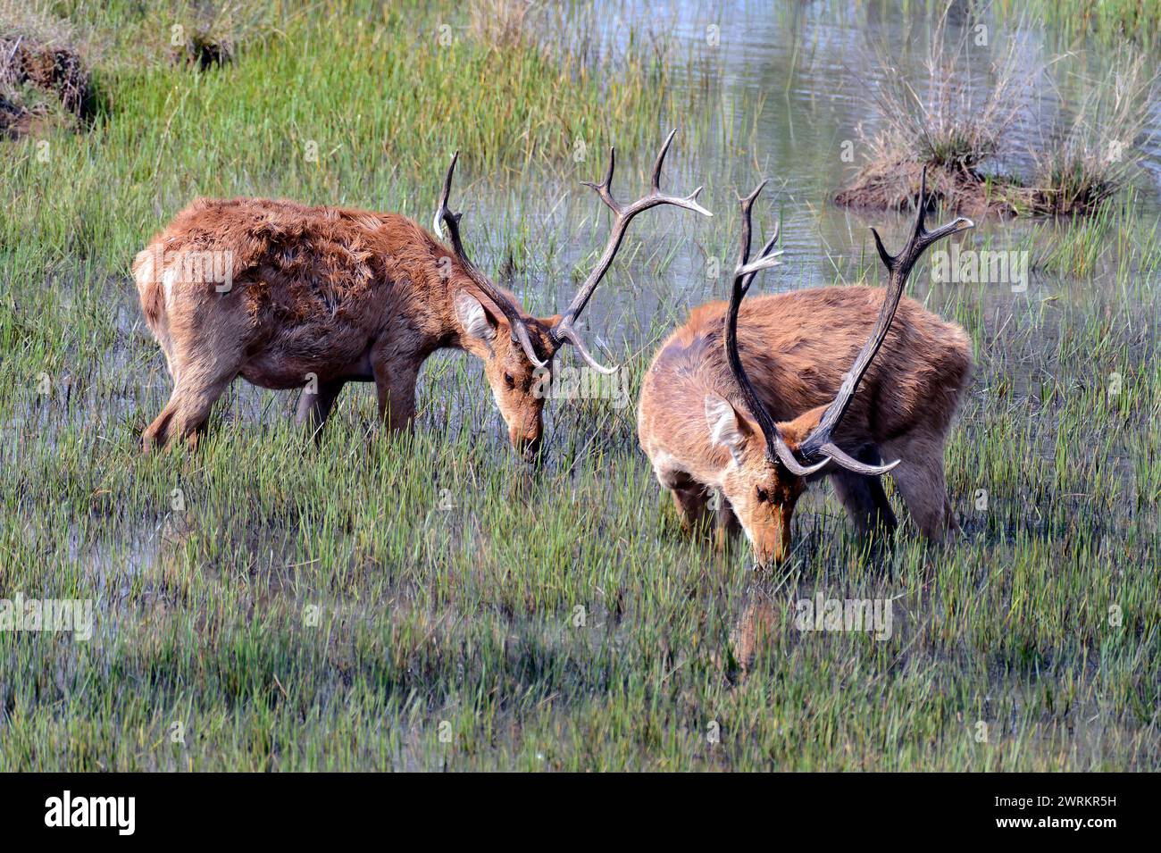 The rare and vulnerable Swamp Deer (Barasingha, Rucervus duvaucelii ...