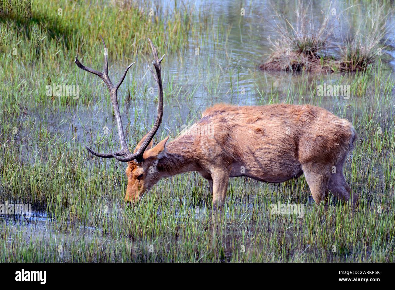 The rare and vulnerable Swamp Deer (Barasingha, Rucervus duvaucelii ...