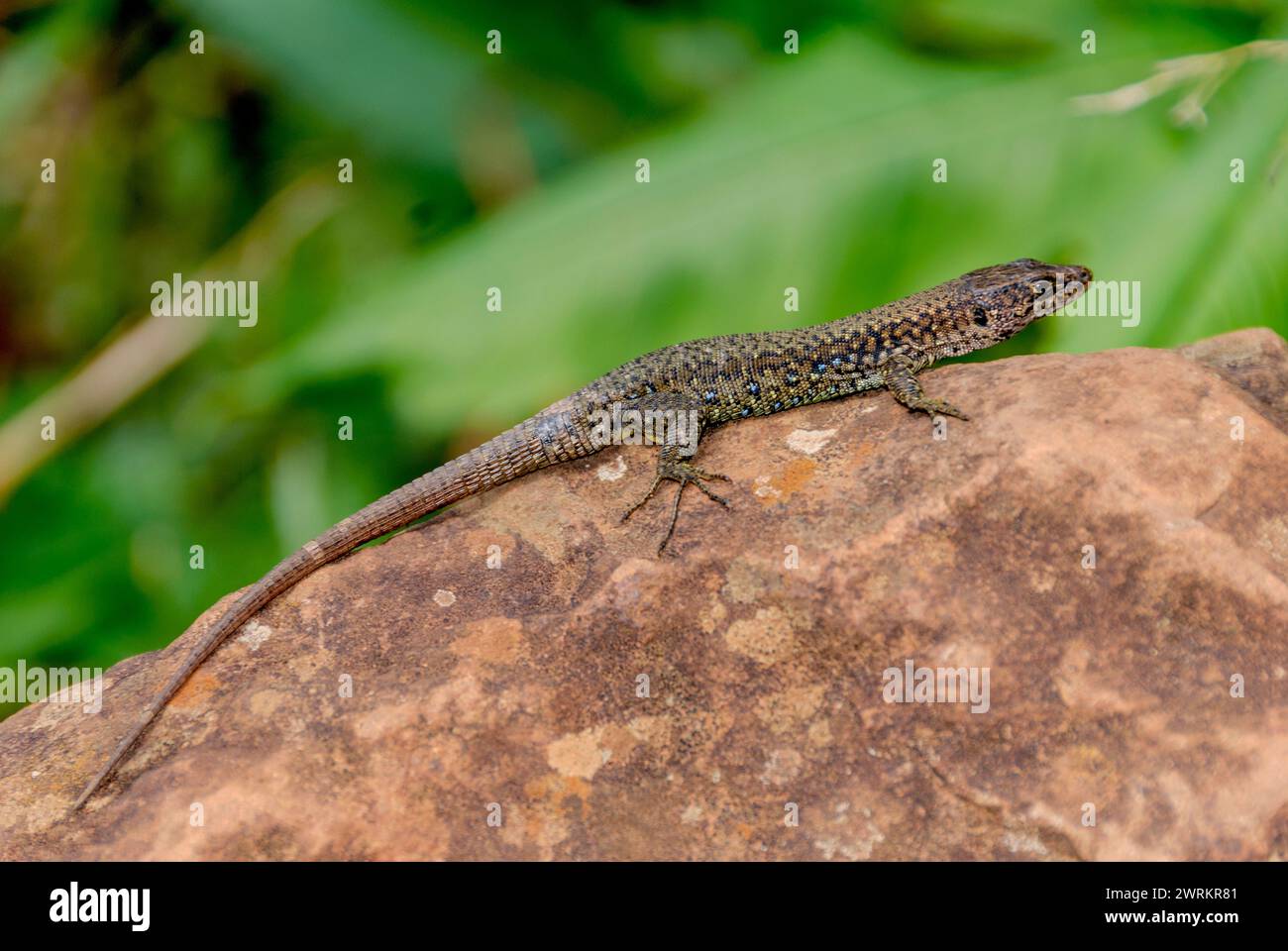 Krypdyr hi-res stock photography and images - Alamy