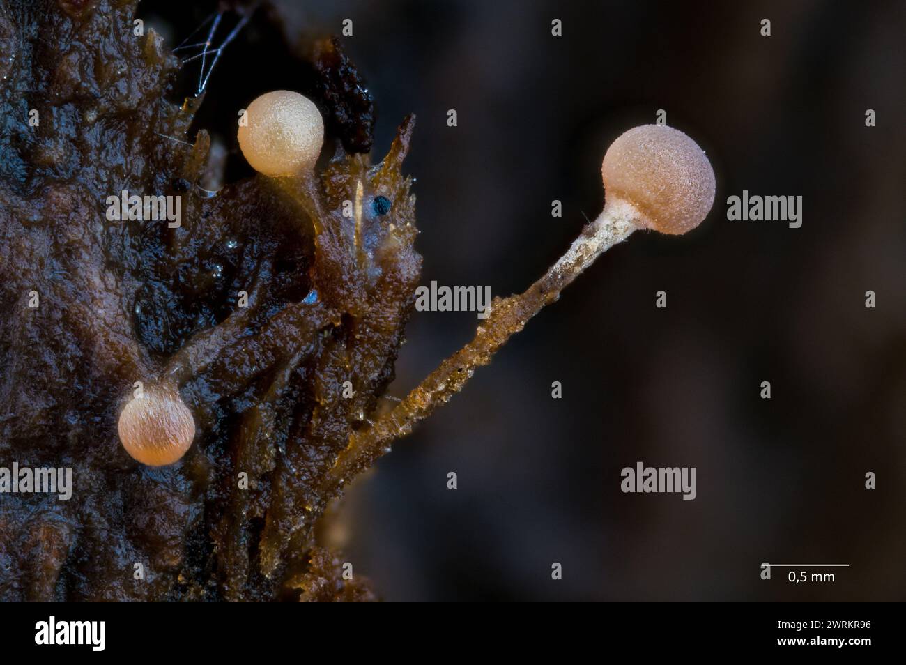 Anamorphs (asexual, reproductive stage) from the basidiomycot fungus ...