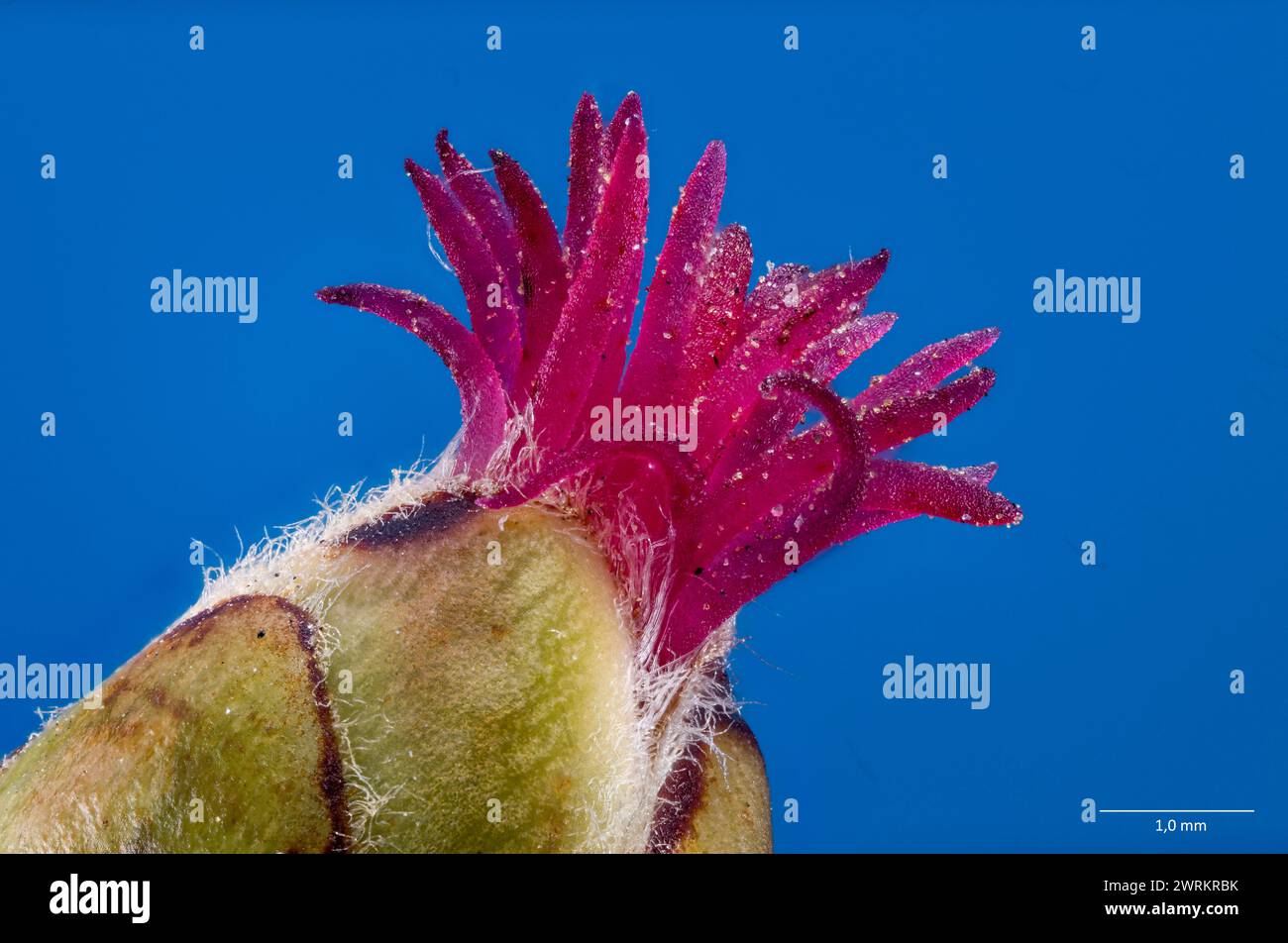 Red female flower from common hazel (Corylus avellana). South-western ...