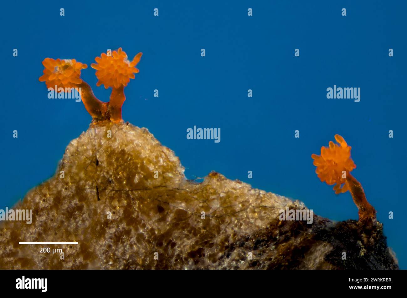 Stigmatella aurantiaca hi-res stock photography and images - Alamy