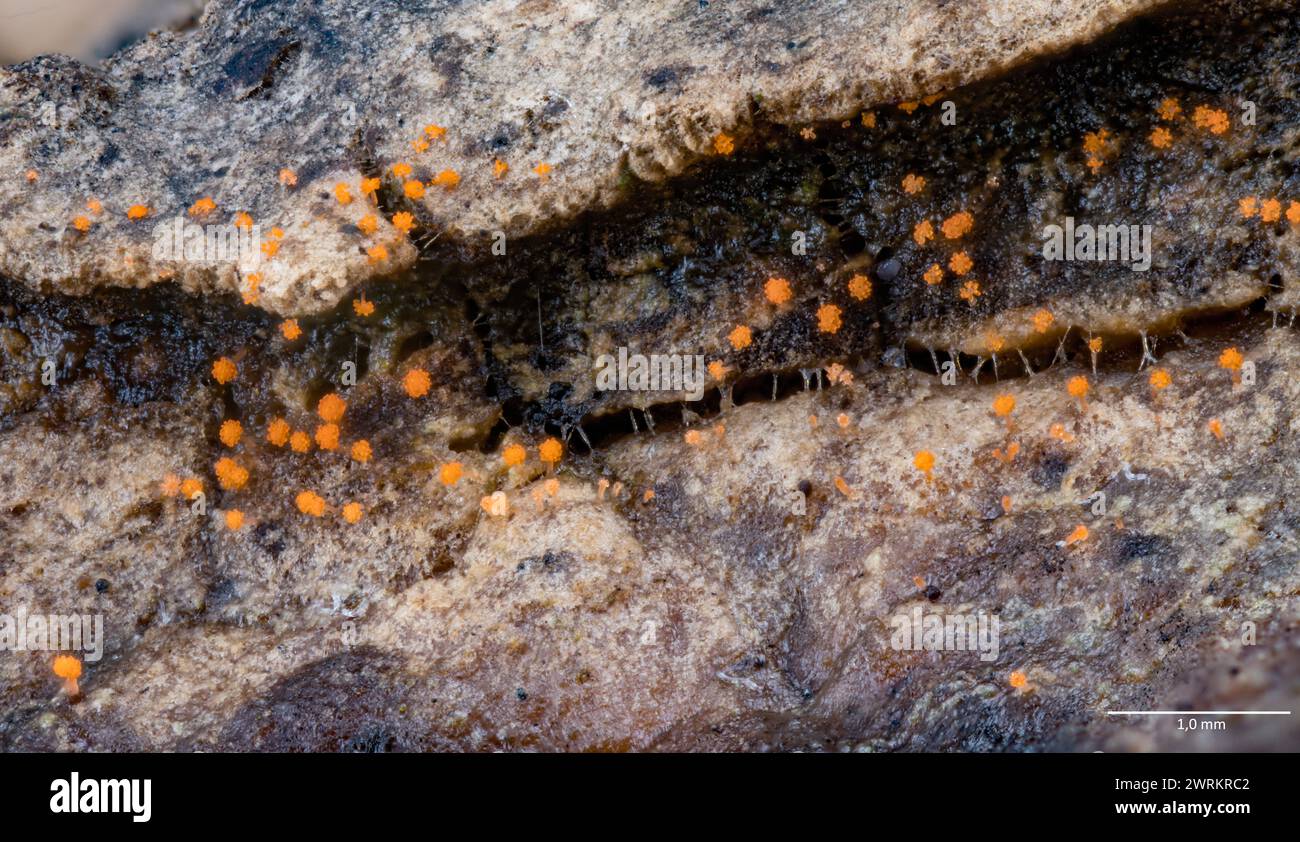 Stigmatella aurantiaca hi-res stock photography and images - Alamy