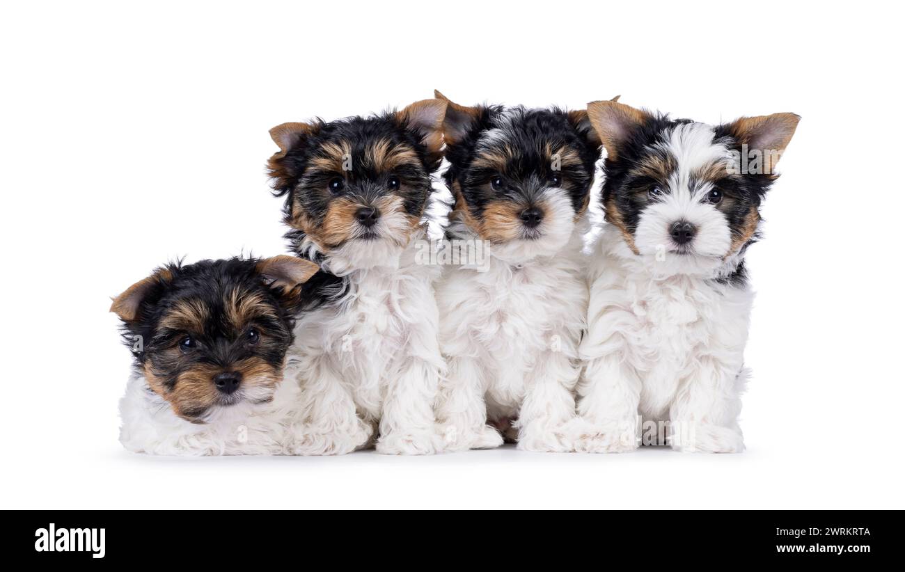 Litter of four Biewer Terrier dog puppies, sitting and laying together ...