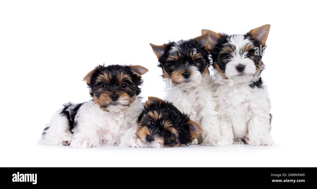 Litter of four Biewer Terrier dog puppies, sitting and laying together ...