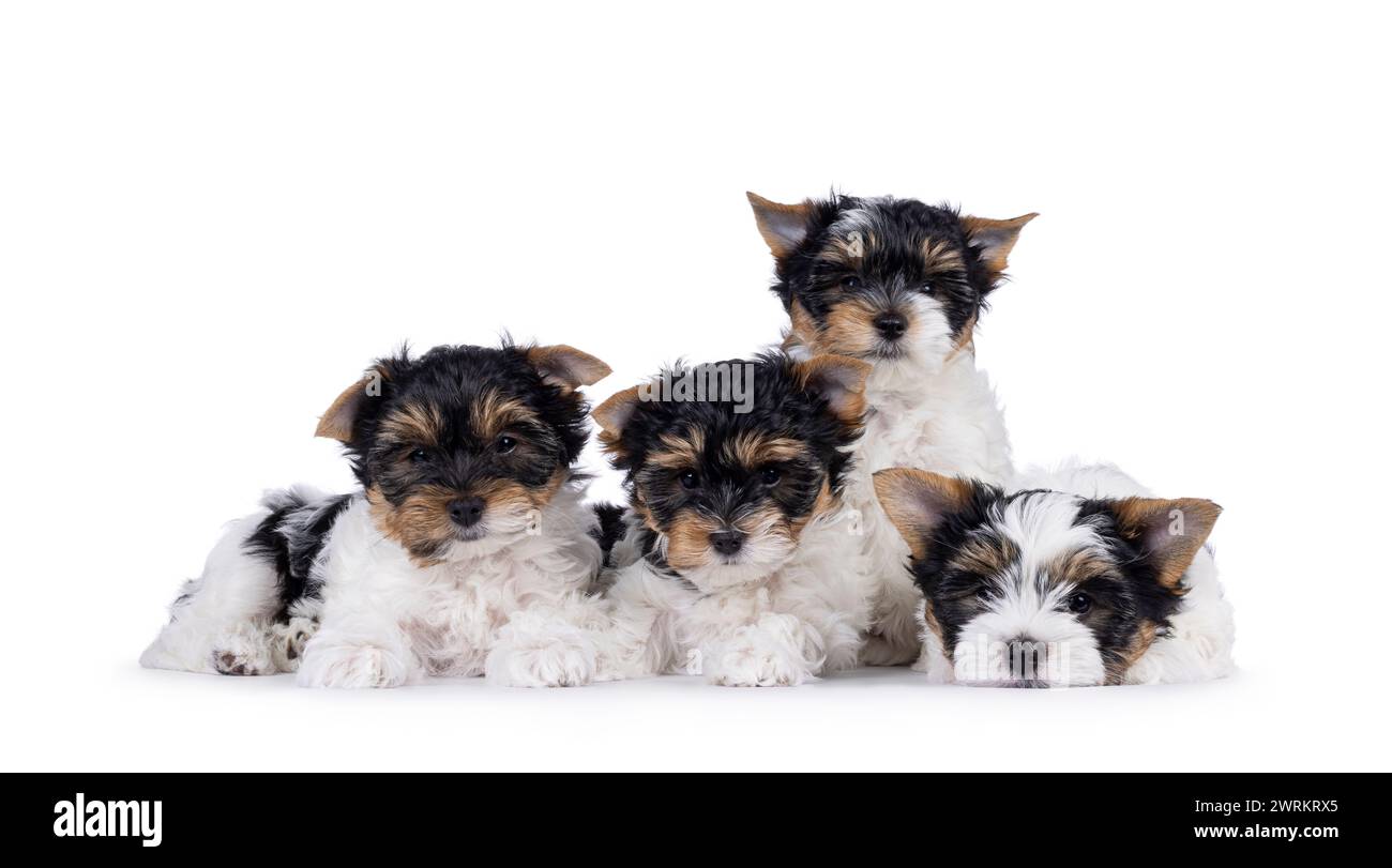 Litter of four Biewer Terrier dog puppies, sitting and laying together ...