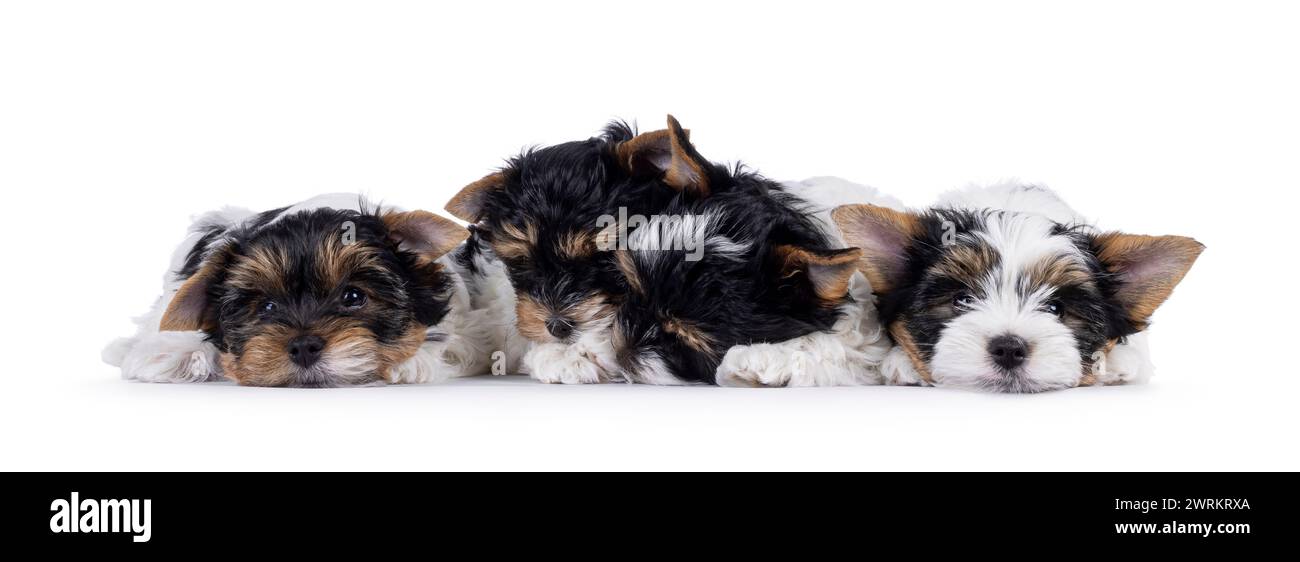 Litter of four Biewer Terrier dog puppies, laying together in a row ...